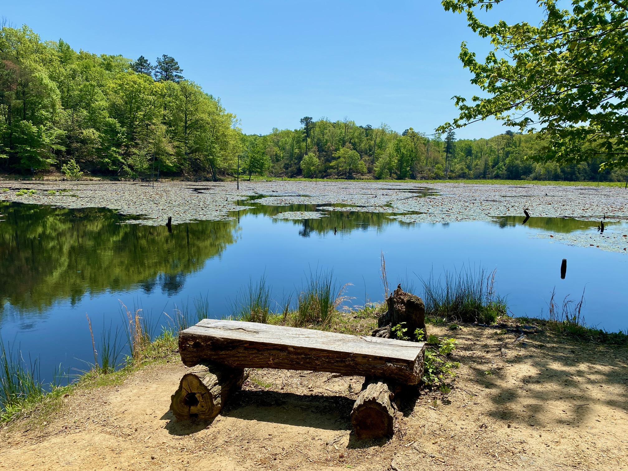 A Day Trip to Calvert Cliffs State Park, Maryland – Noelle Across The Pond